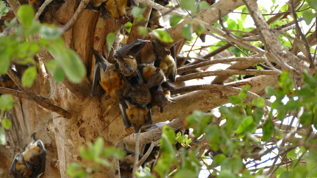 Bucknell’s Reeder Co-authors Paper Disputing Bats' Role in Human Disease